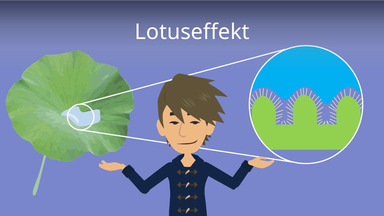 Lotuseffekt • Funktion, Verwendung · [mit Video]