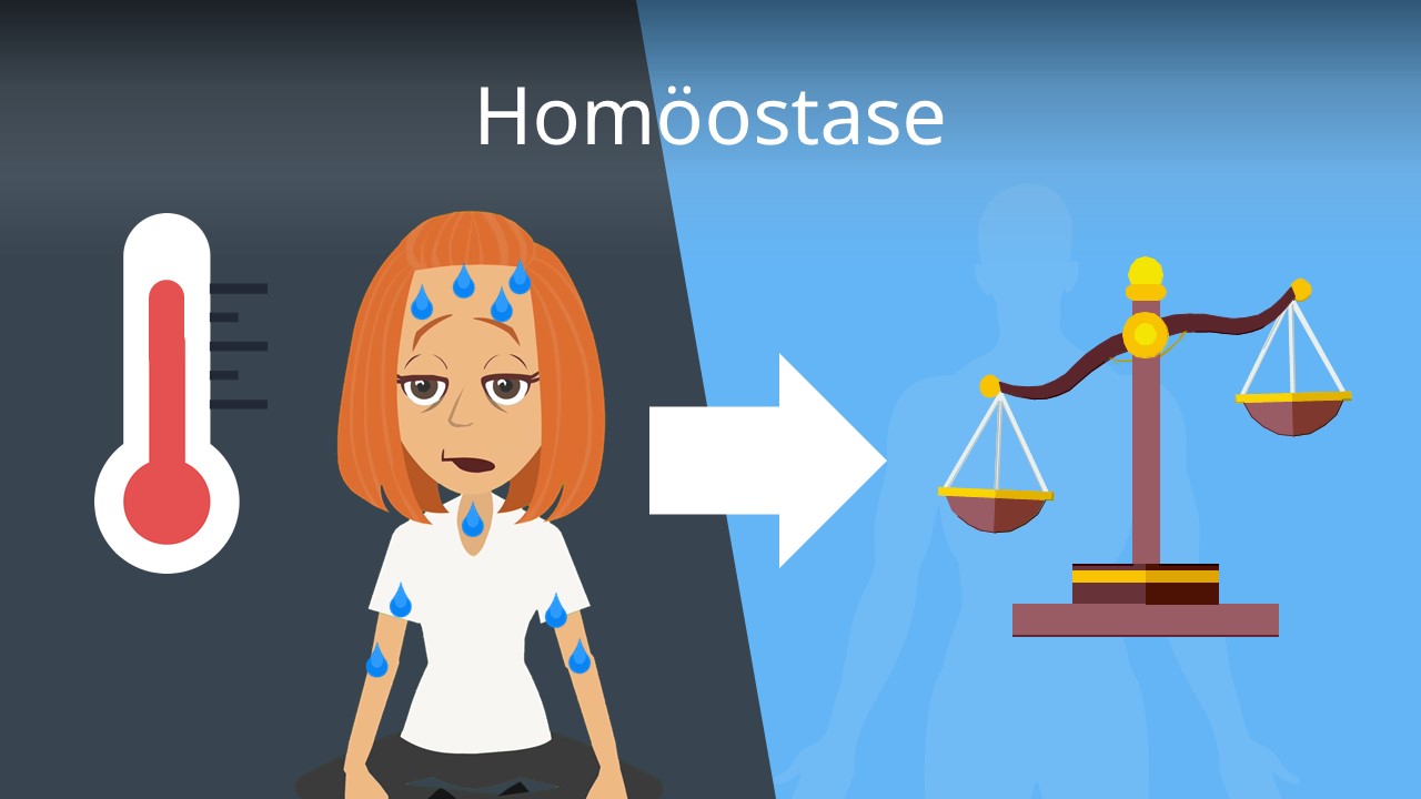 Homöostase • Definition, Bedeutung · [mit Video]