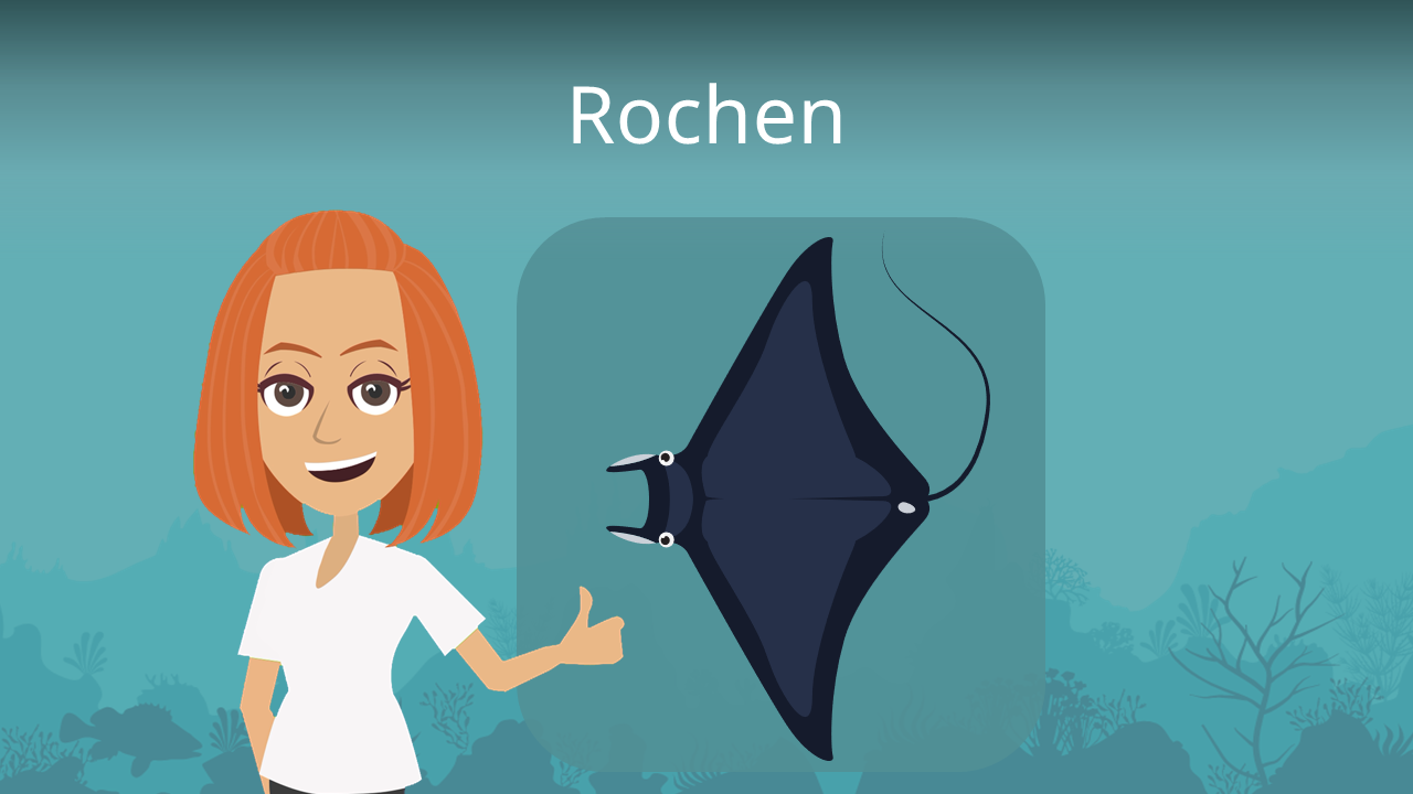 Rochen • Steckbrief, Rochenarten · [mit Video]