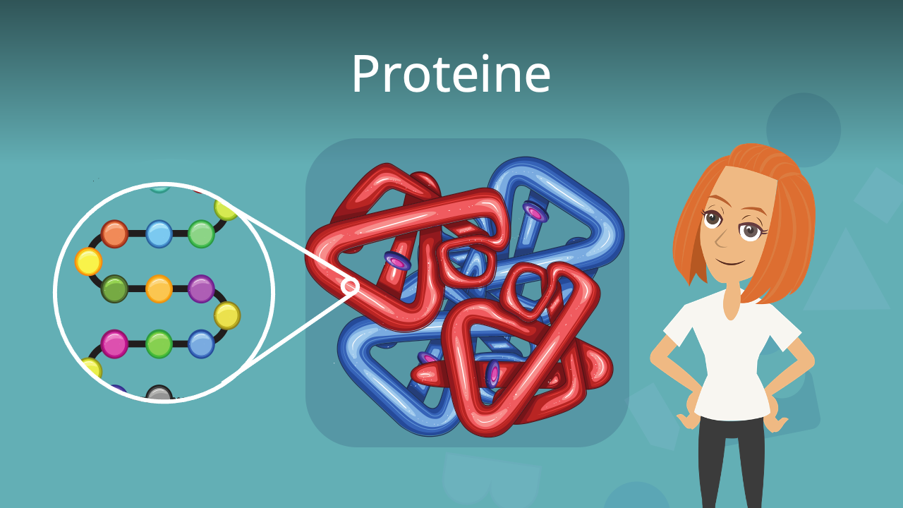 Proteine • Aufbau und Funktion · [mit Video]