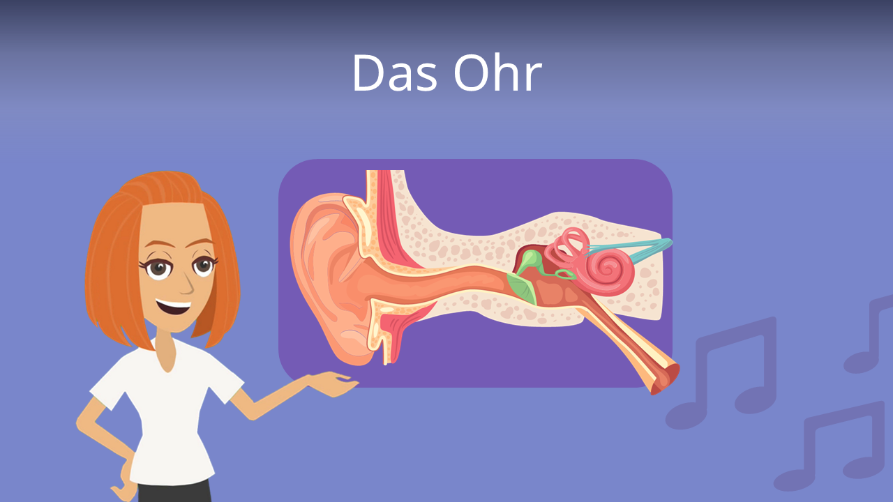 Das Ohr • einfach erklärt: Aufbau und Funktion · [mit Video]