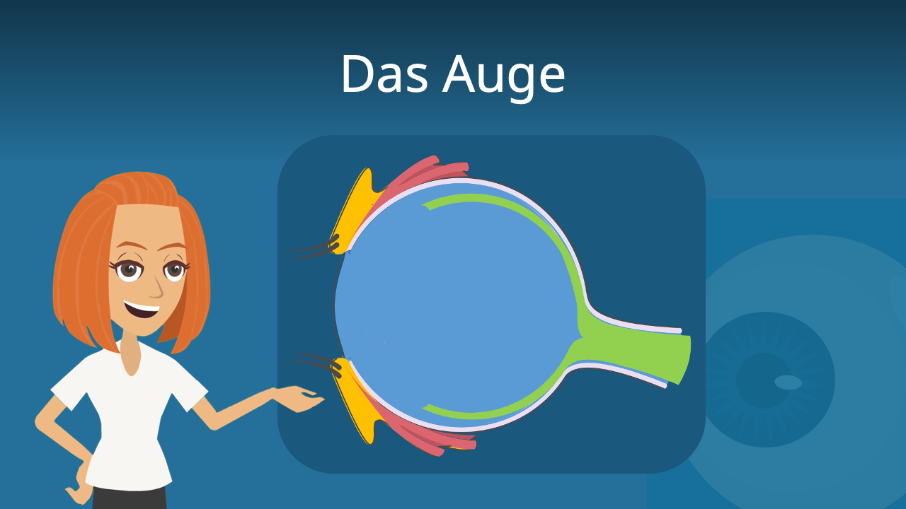 Das Auge • Aufbau, Funktion · [mit Video]