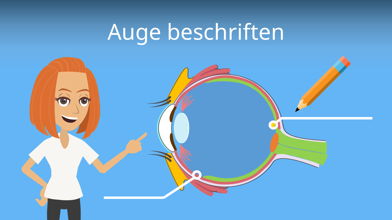 Esquema Del Auge Die Struktur Und Anatomie Des Auges | SelectSpecs.com