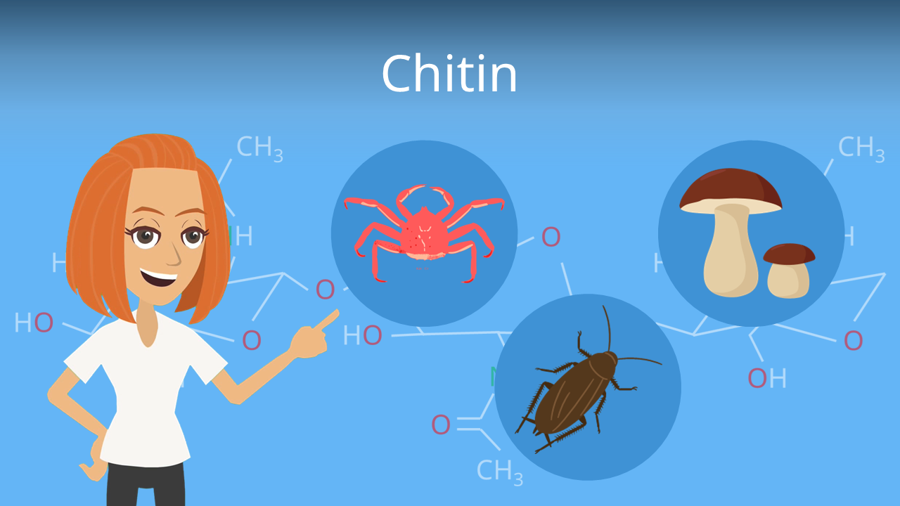 Chitin • Aufbau und Vorkommen von Chitin · [mit Video]