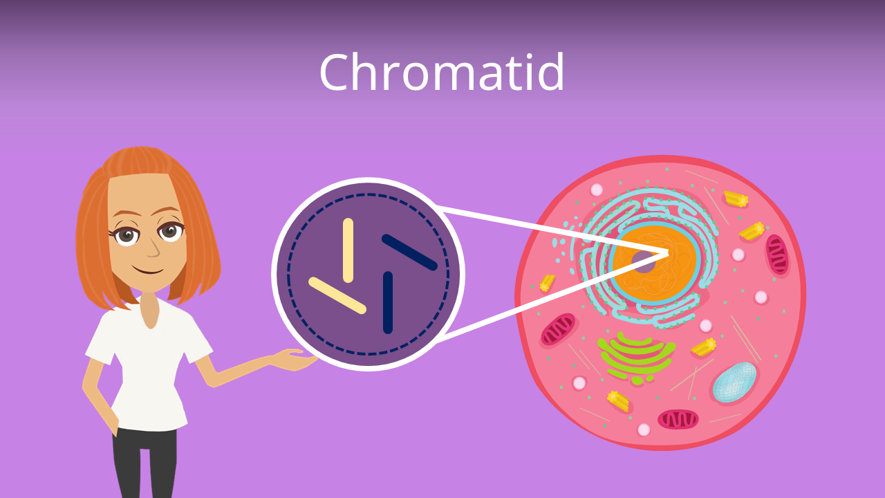 Chromatid • Aufbau und Funktion, Zellteilung · [mit Video]