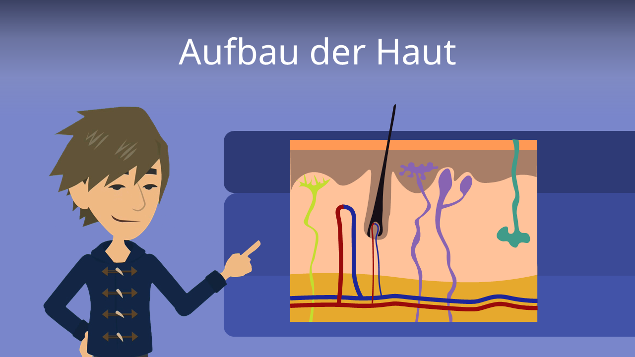 Aufbau der Haut einfach erklärt • Hautschichten beschriften · [mit Video]