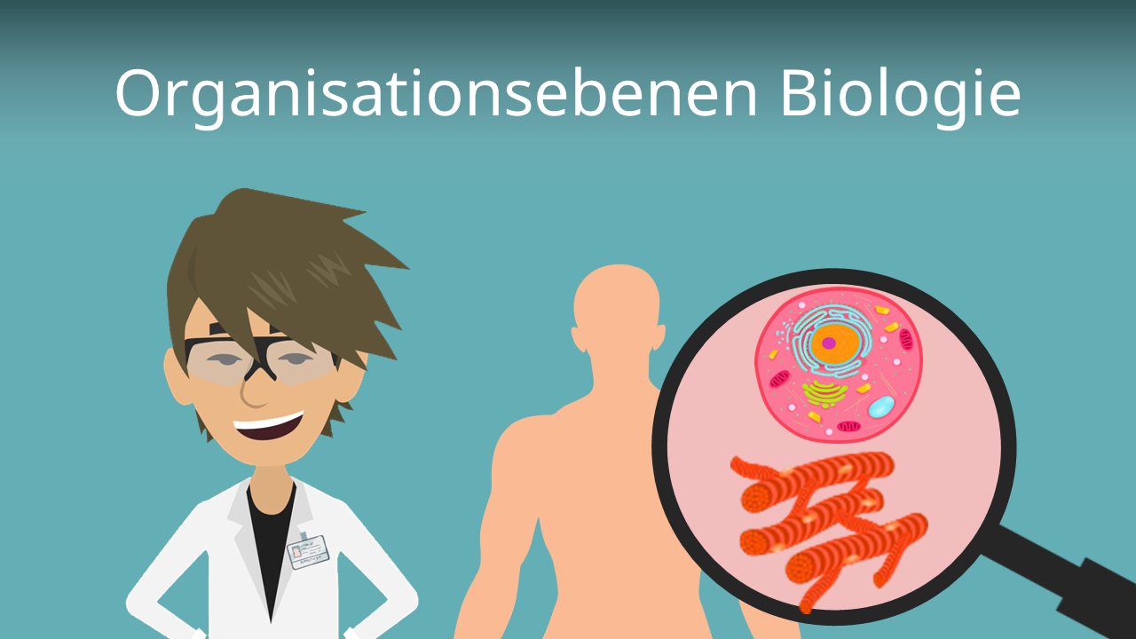 Organisationsebenen Biologie • Definition und Beispiele · [mit Video]