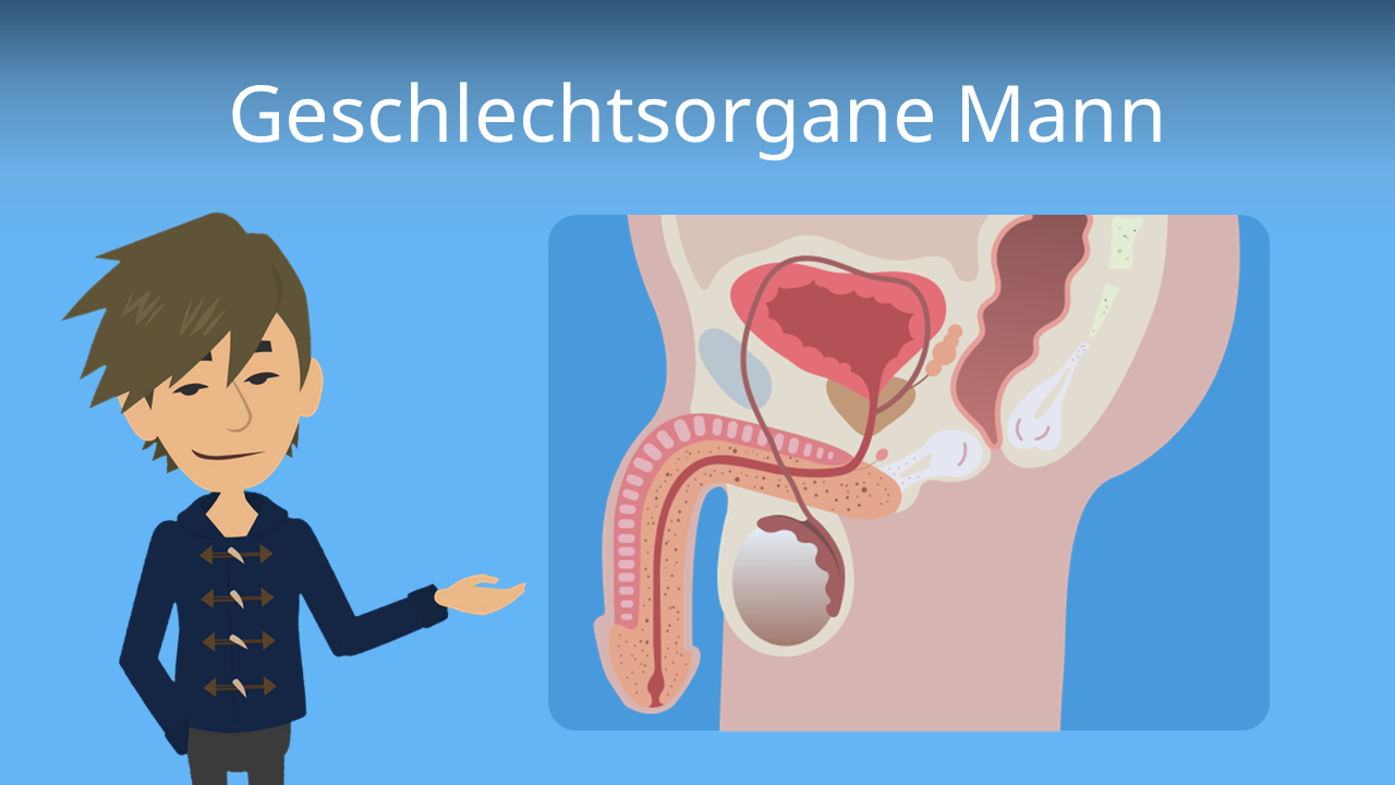 Geschlechtsorgane Mann • Aufbau, Funktion und Beschriftung · [mit Video]
