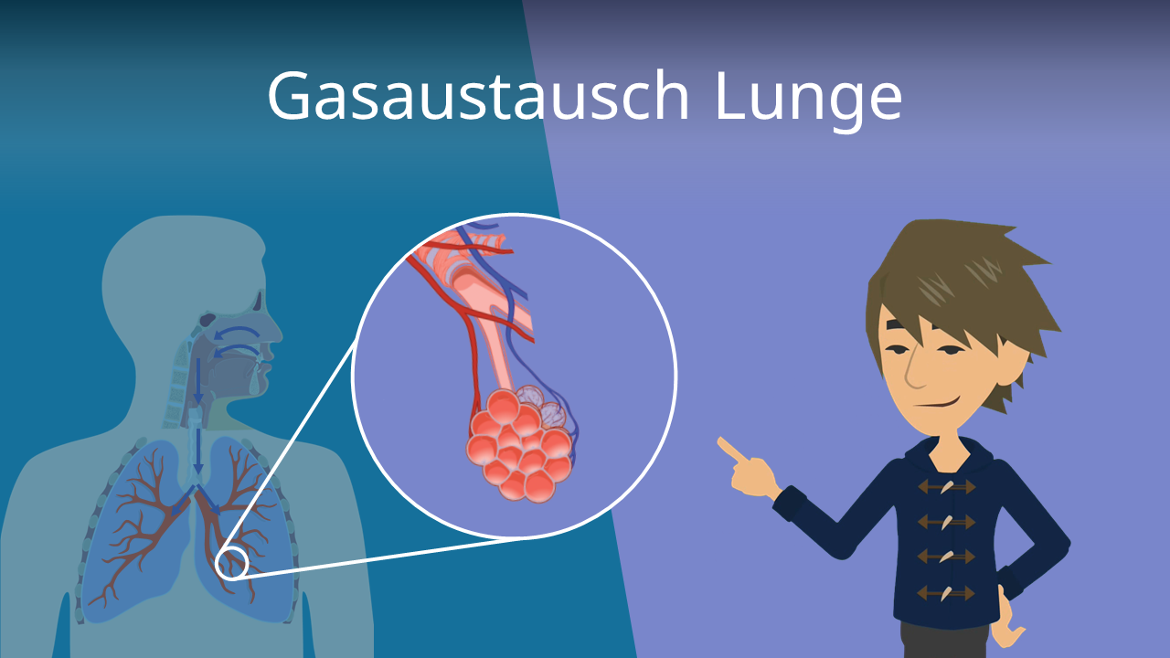 Gasaustausch Lunge • einfach erklärt Ablauf · [mit Video]