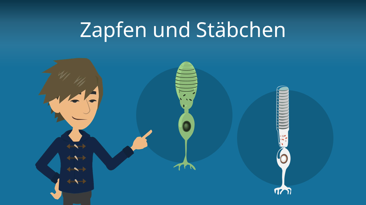Zapfen und Stäbchen • einfach erklärt, Aufbau, Funktion · [mit Video]