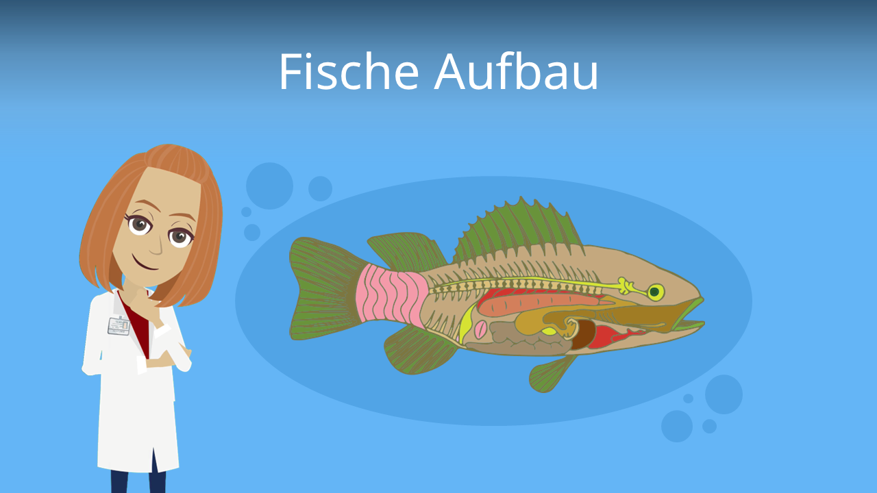 Fische Aufbau • innerer und äußerer Aufbau von Fischen · [mit Video]