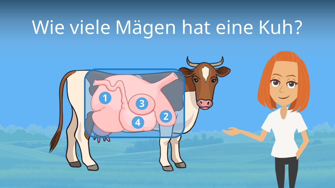 Wie viele Mägen hat eine Kuh? • Eigenschaften und Funktionen · [mit Video]