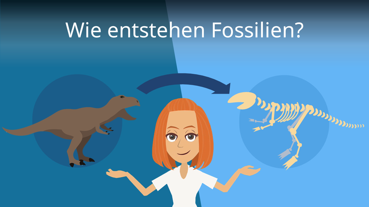 Wie entstehen Fossilien? • Erklärung und Beispiele · [mit Video]