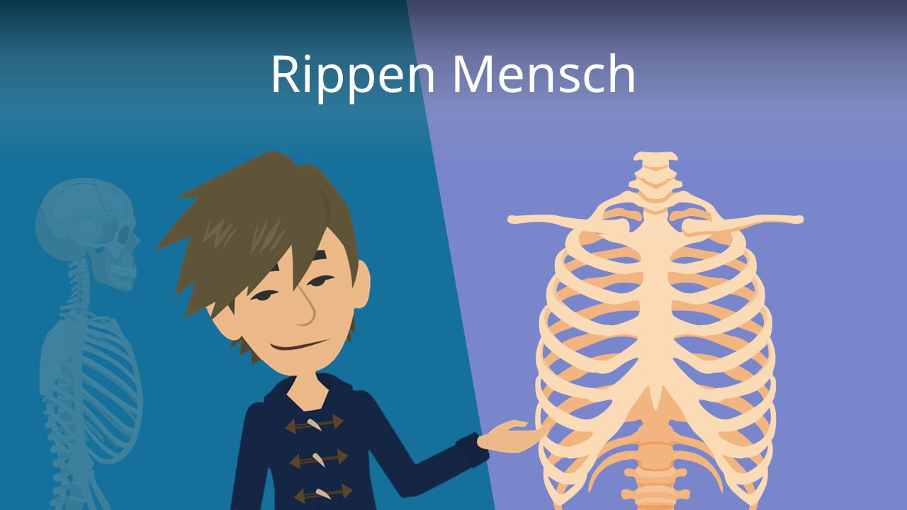 Rippen Mensch • Wie viele Rippen hat ein Mensch? · [mit Video]