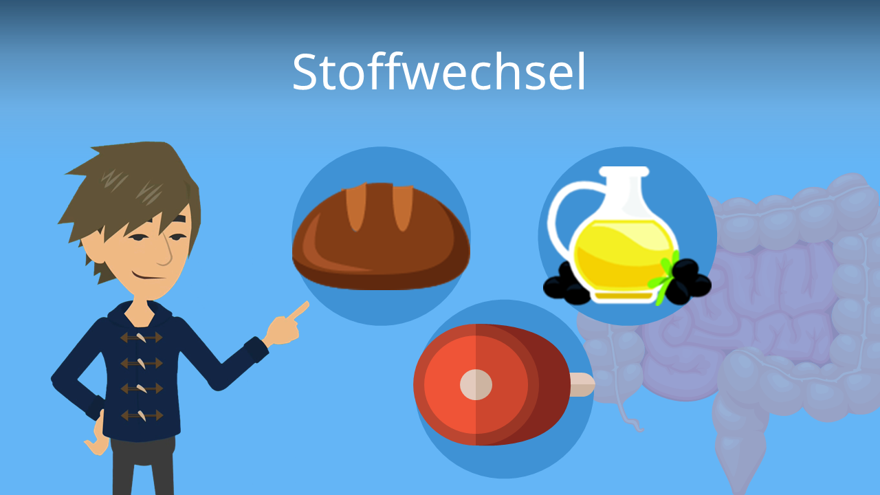 Stoffwechsel • Definition, Erklärung · [mit Video]