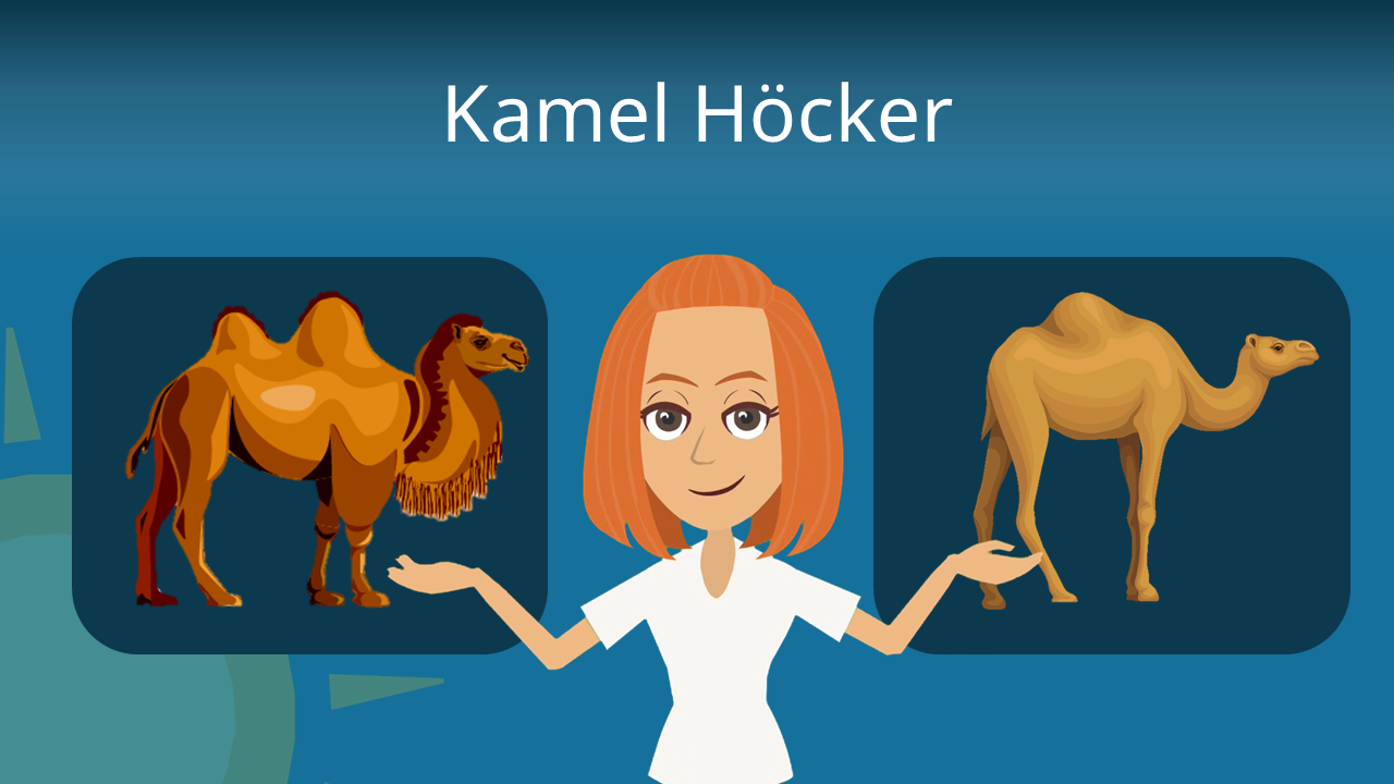 Kamel Höcker • Warum haben Kamele Höcker? · [mit Video]