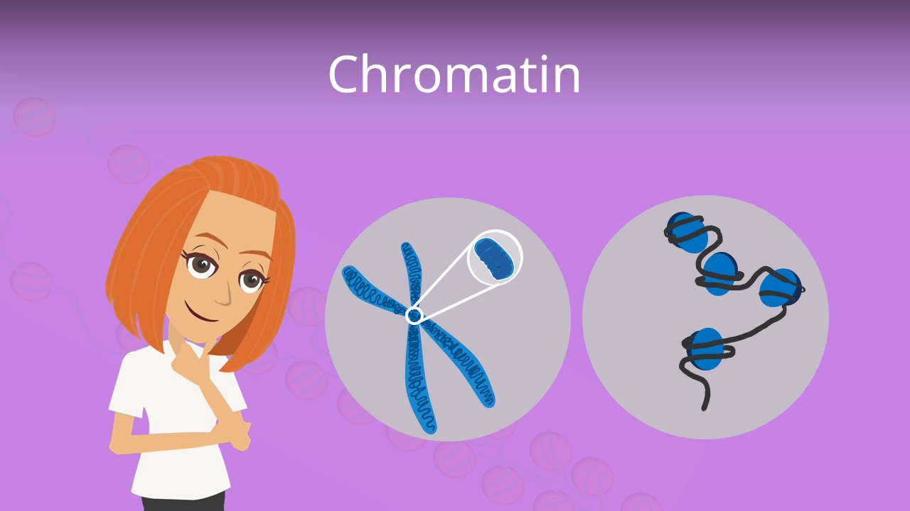 Chromatin • Arten und Funktion · [mit Video]