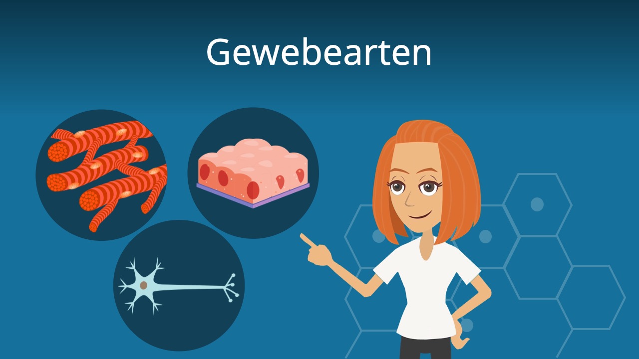 Gewebearten • menschliches Gewebe im Überblick · [mit Video]